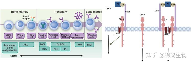 肿瘤免疫靶点 | CD19 - 知乎