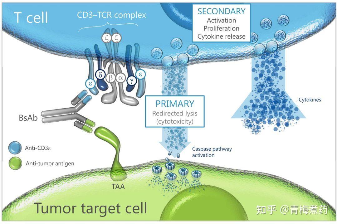 BigPharm|葛兰素史克——15亿美元：药明生物与GSK就多款创新TCE双抗/多抗达成许可协议