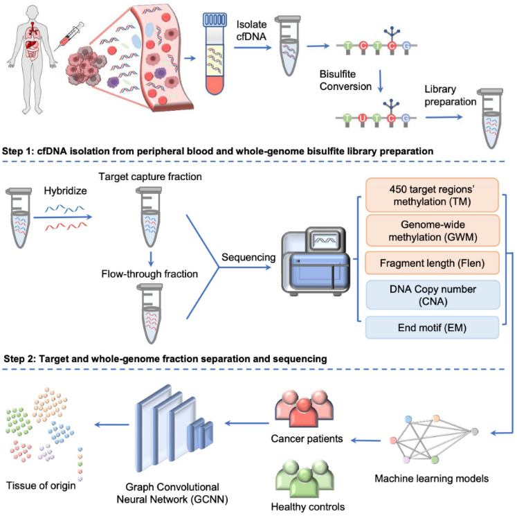 eLife | 基于cfDNA甲基化和片段组学多模态分析，实现多癌种早检及定位 - 知乎