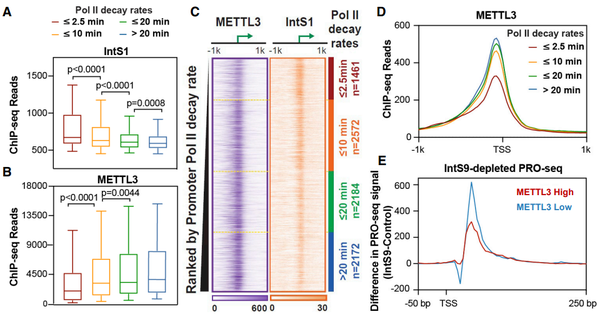 学术助力 | m6A甲基化的动态调控调节新生RNA合成 - 知乎