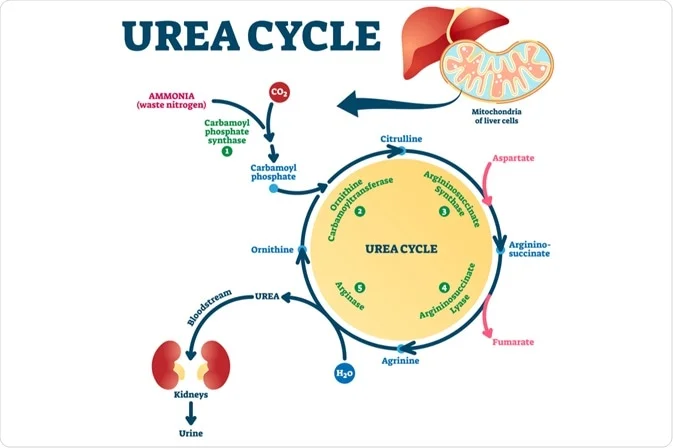 Urea cycle - 知乎