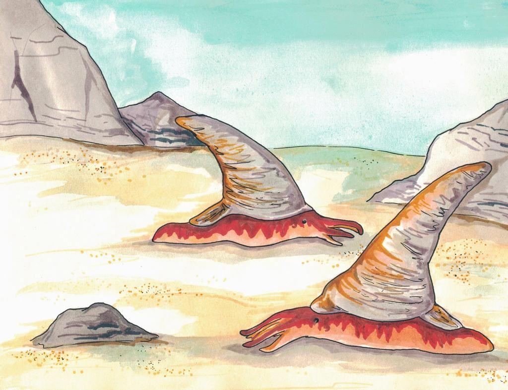 头足纲小传（29）瑕光微明：头足纲的起源，奈特氏锥 Knightoconus - 知乎