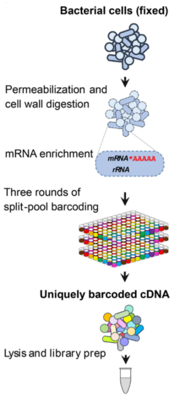 实测千例里程碑达成！ M20高通量单细菌RNA测序技术性能、数据全方位领跑 - 知乎