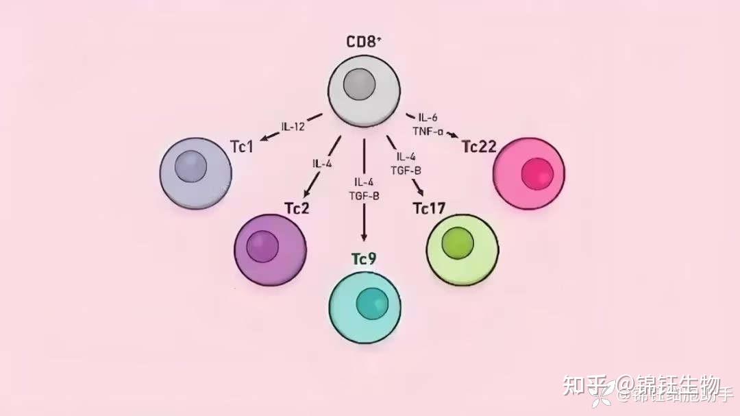 CD8+T细胞知识分享 - 知乎