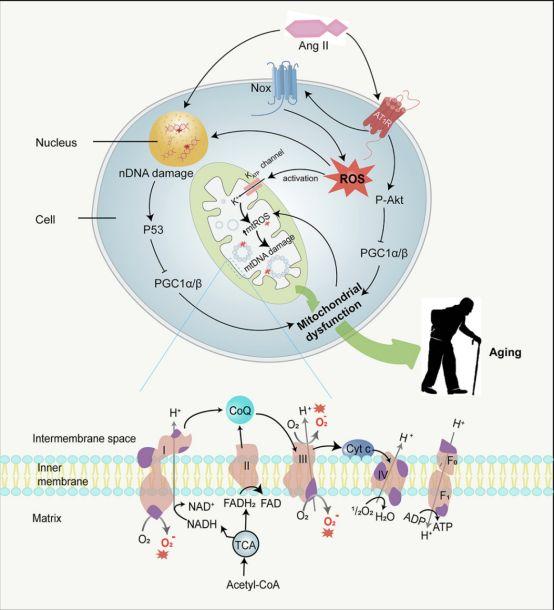 Front.aging neurosci全面综述：血管紧张素II在衰老中的作用 - 知乎