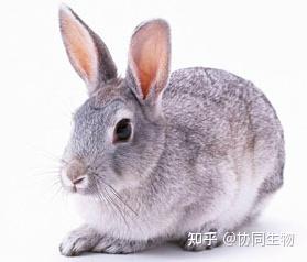 实验兔的常用品系、研究及应用，看这篇就够了！ - 知乎