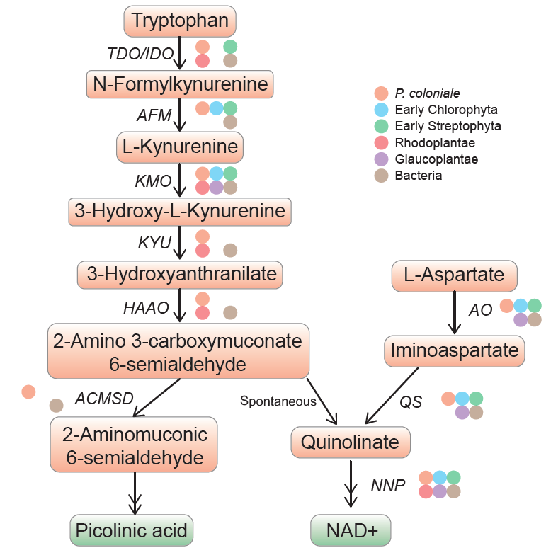 Nature Ecol Evol | 彻底改变绿色植物的分类！华大研究团队发现绿色植物的第三个门类 - 知乎