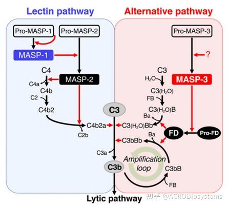 MASP-3，补体药物开发又一潜力靶点 - 知乎