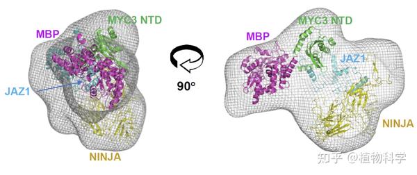 Plant Com | 美国Van Andel研究所联合多家单位解析JA途径中JAZ-JAZ和JAZ-NINJA的复合物特征 - 知乎