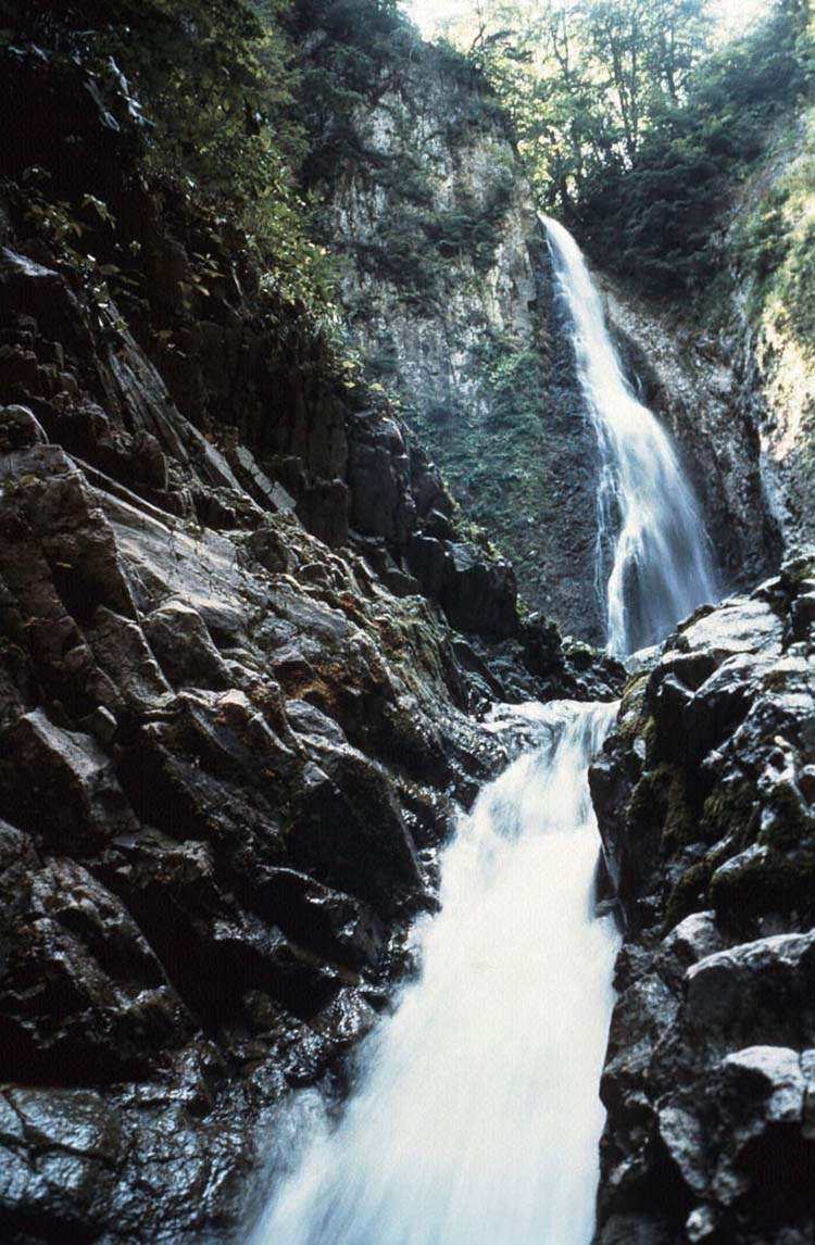 毛榉森林--白神山地 - 知乎