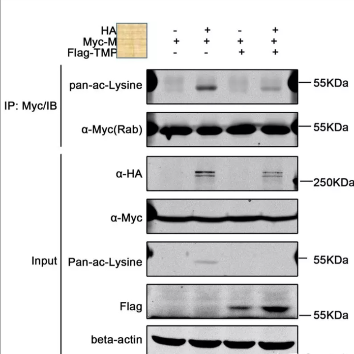 IB/IP/WB常用内参和标签 - 知乎