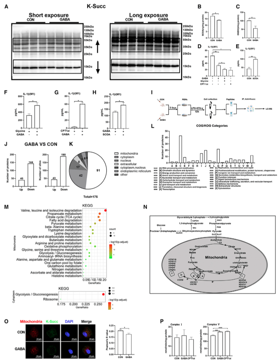 Cell子刊丨GABA 调节巨噬细胞中 IL-1β 的产生 - 知乎