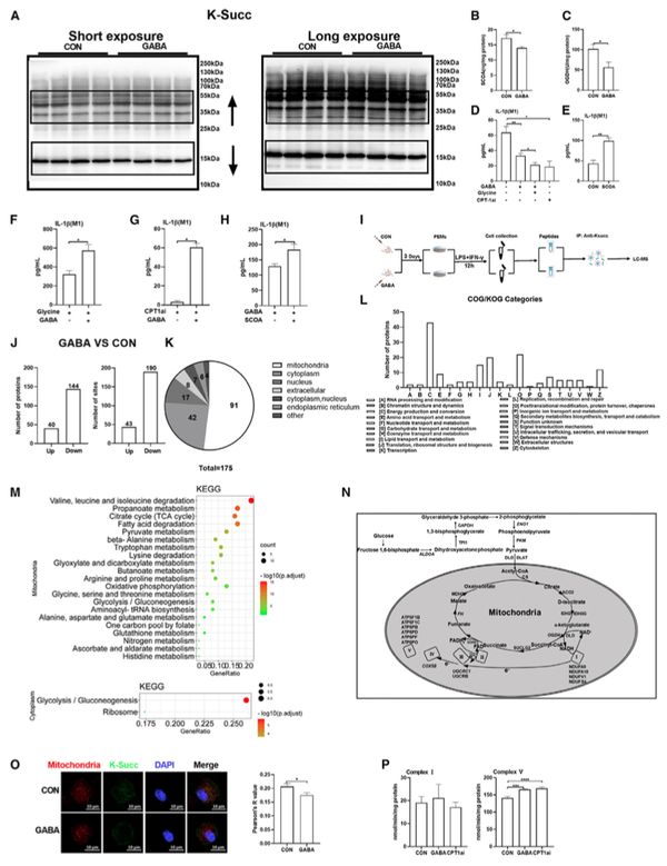 Cell子刊丨GABA 调节巨噬细胞中 IL-1β 的产生 - 知乎