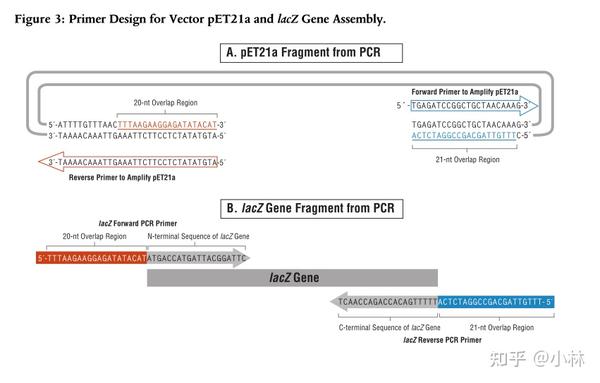 Gibson assembly/Gibson组装的具体实验步骤 - 知乎