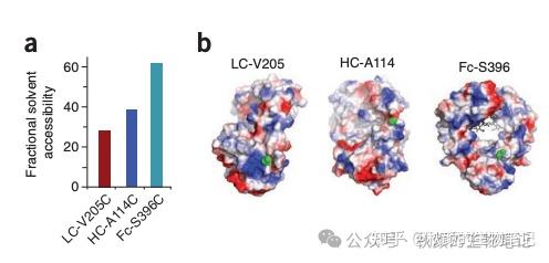 ADC| 从头解析Genetech的THIOMAB定点偶联ADC技术平台 - 知乎