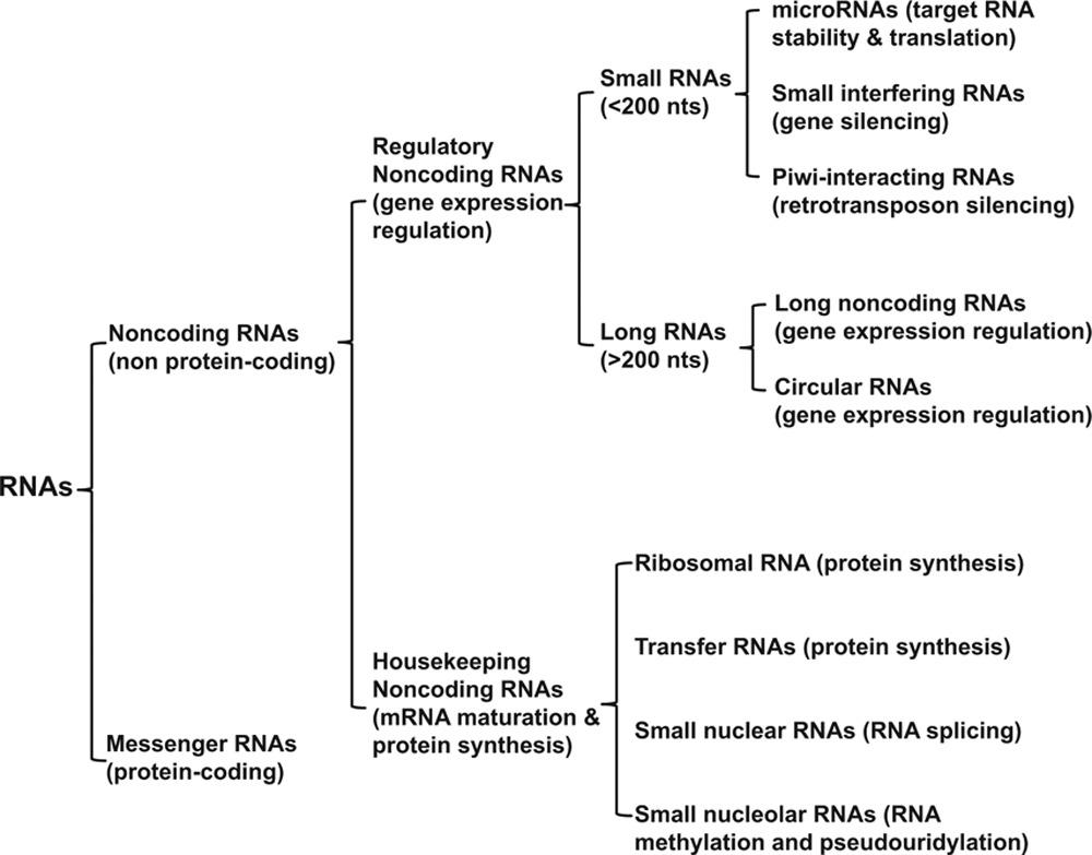 Omics精进07|转录组之mRNA|miRNA|lncRNA|circRNA测序简介 - 知乎