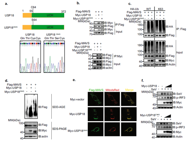 USP18通过促进MAVS的K63连接的多聚泛素化正向调节先天抗病毒免疫 - 知乎