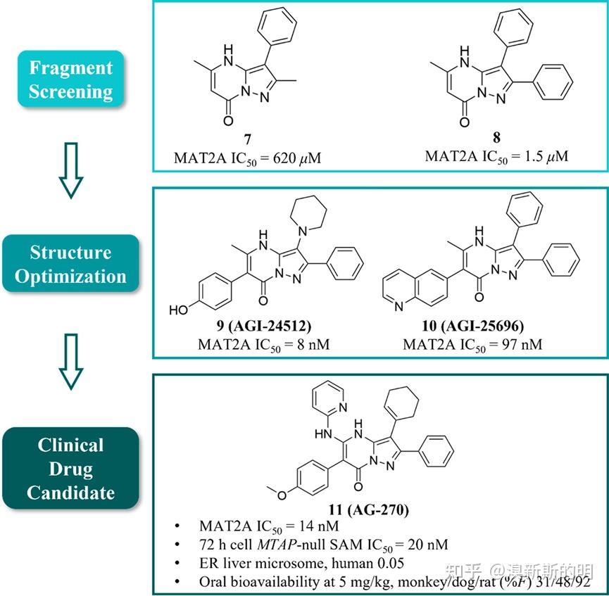 甲硫氨酸腺苷转移酶2A (MAT2A)作为抗癌靶点的结构、功能和抑制剂 - 知乎