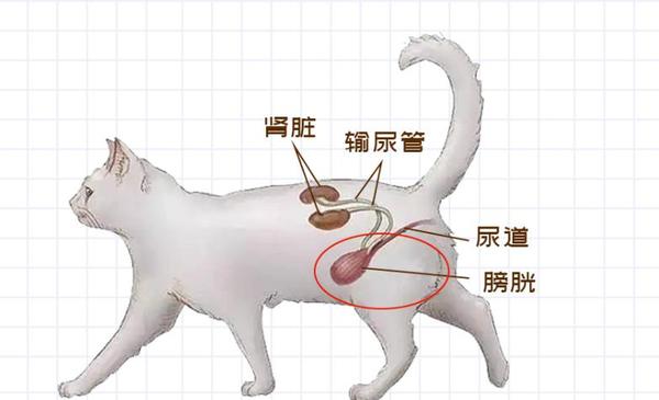 猫咪总是尿不出来?尿闭症状自查指南处理方法 知乎