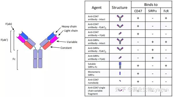 信号CD47的好搭档Sirpα，了解一下？ - 知乎
