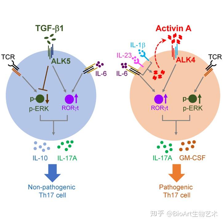 Immunity | 万谊松组揭示Th17细胞两面性分化新机制 - 知乎