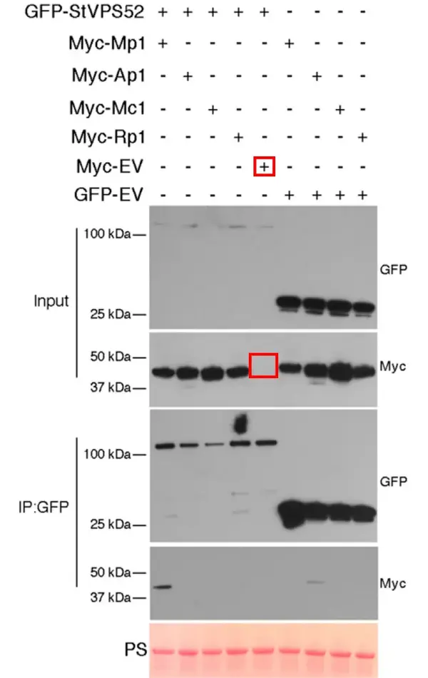 【小远答疑】Co-IP以及IP-MS相关实验问题解惑 - 知乎
