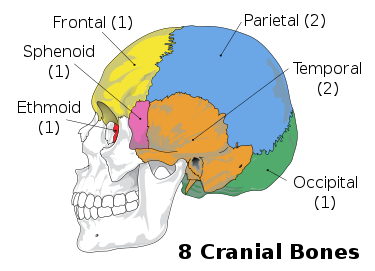 Morphology of the Vertebrate Skeleton(Ⅱ) - 知乎