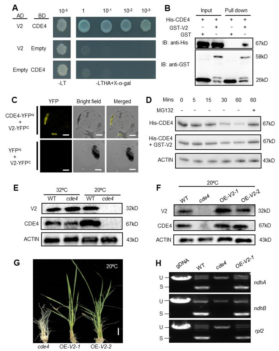 JIPB|中国水稻研究所胡培松研究团队利用Y2H技术揭示了CDE4编码一种参与叶绿体RNA剪接的五肽重复蛋白，在低温条件下影响水稻叶绿体的发育 - 知乎