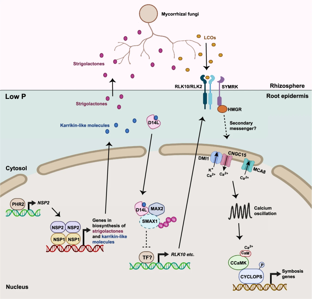 Nature Communications | 英国剑桥大学研究揭示营养物质调控植物识别共生微生物定殖的机制！ - 知乎