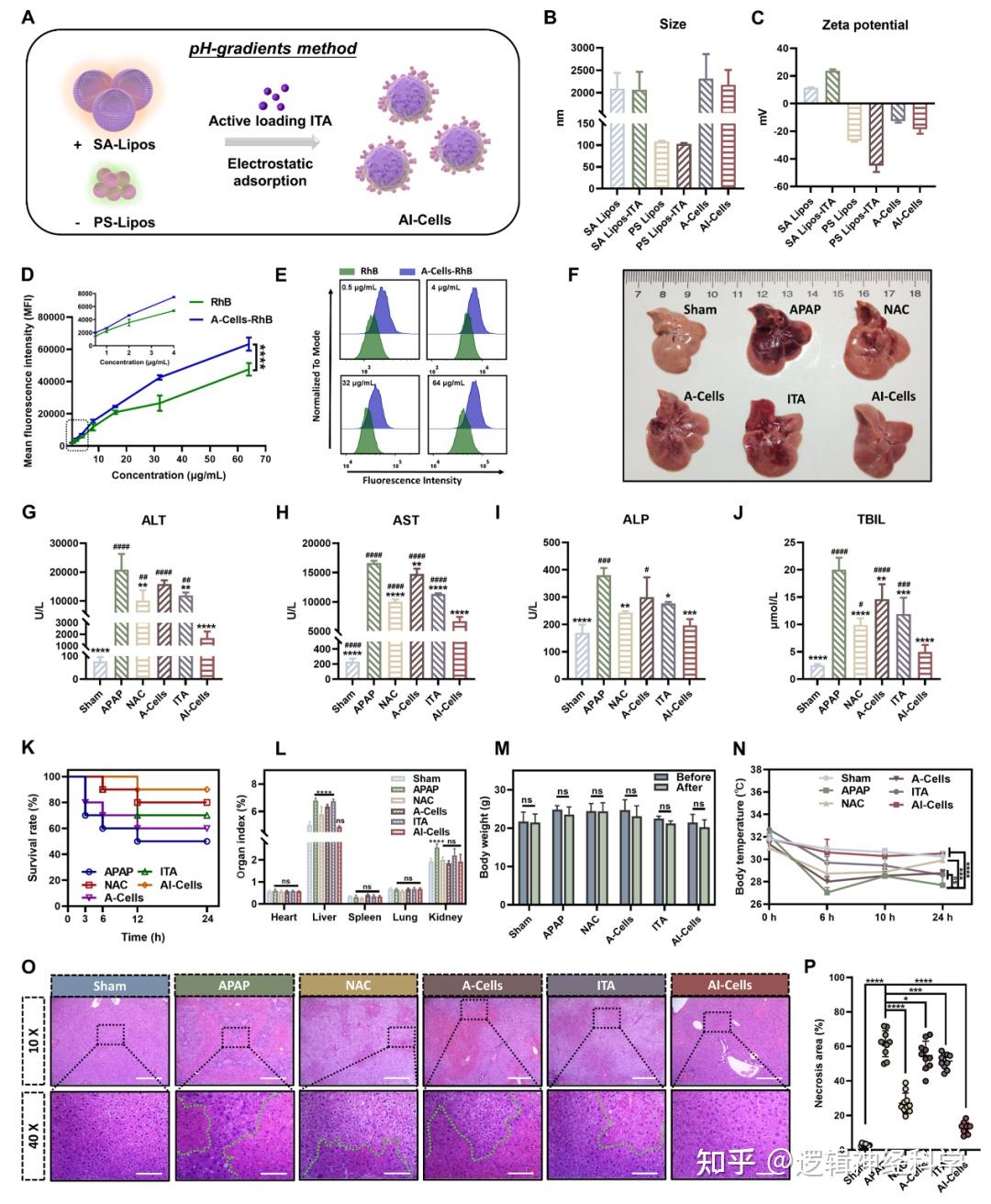 Cell Reports Medicine︱中山大学冯敏/海南大学郭羚团队合作揭示人工细胞递送衣康酸诱导抗炎记忆样巨噬细胞，拯救急性肝衰竭并 ...