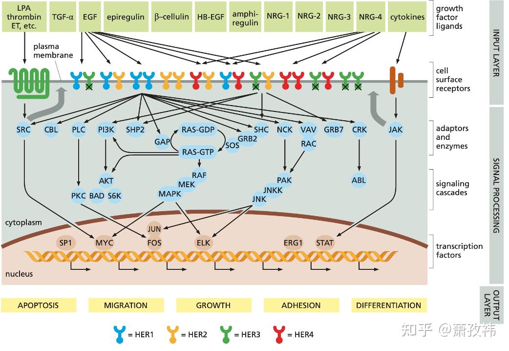 万字拆解EGFR - 知乎