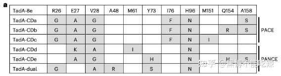 基于TadA-8e的CBE工具开发 - 知乎