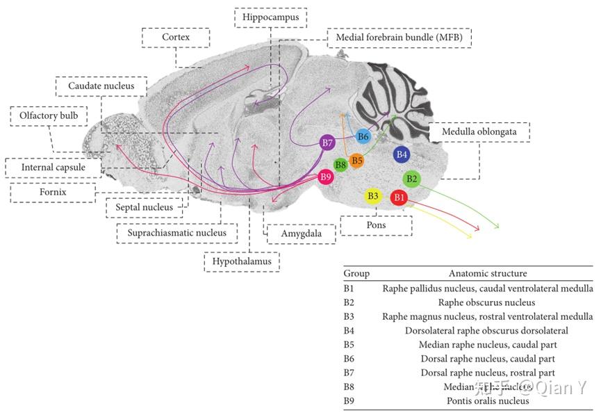 中缝核（Raphe）的奥秘 - 知乎