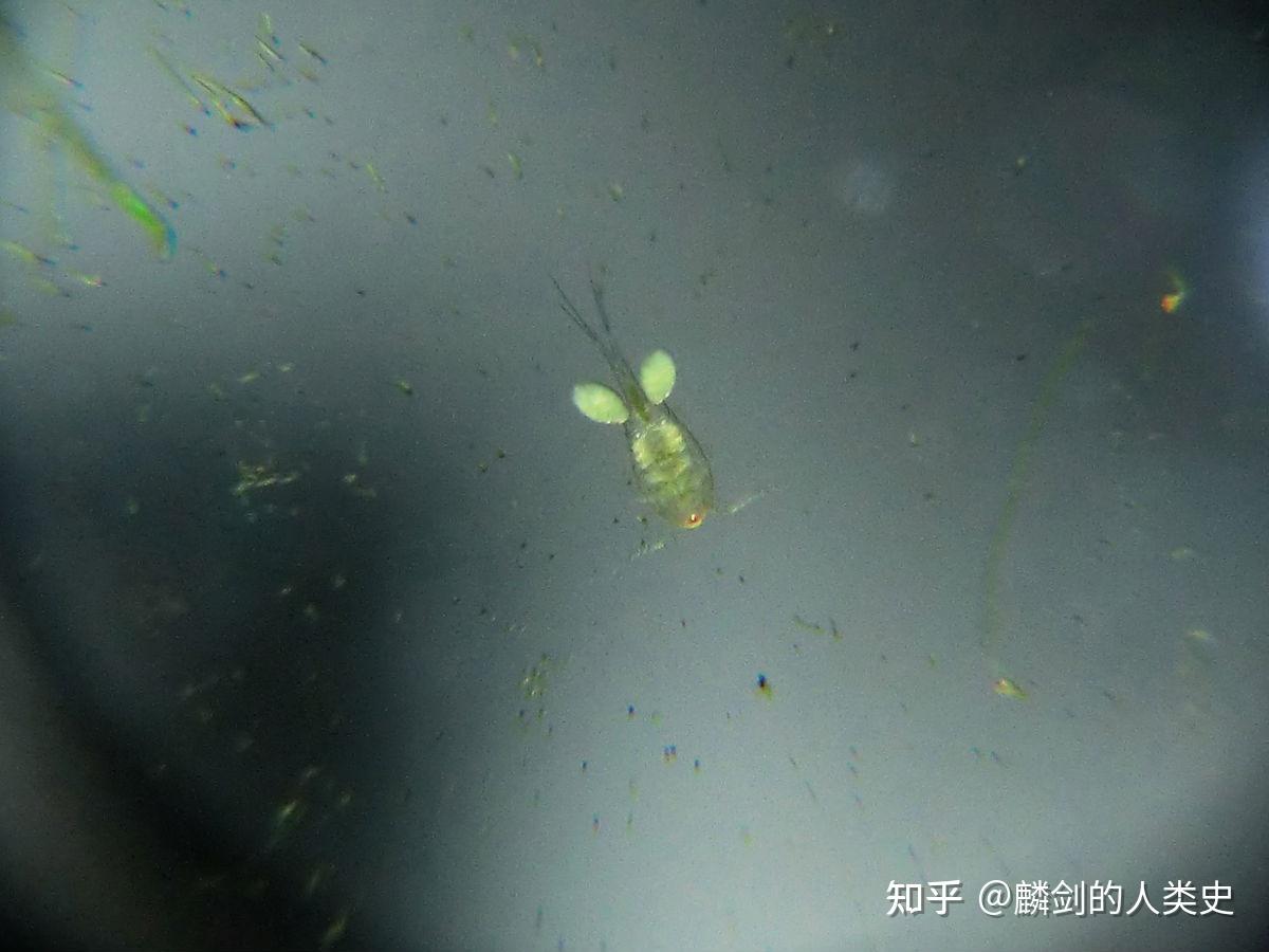 【动物界全系列】桡足纲—剑水蚤目 - 知乎