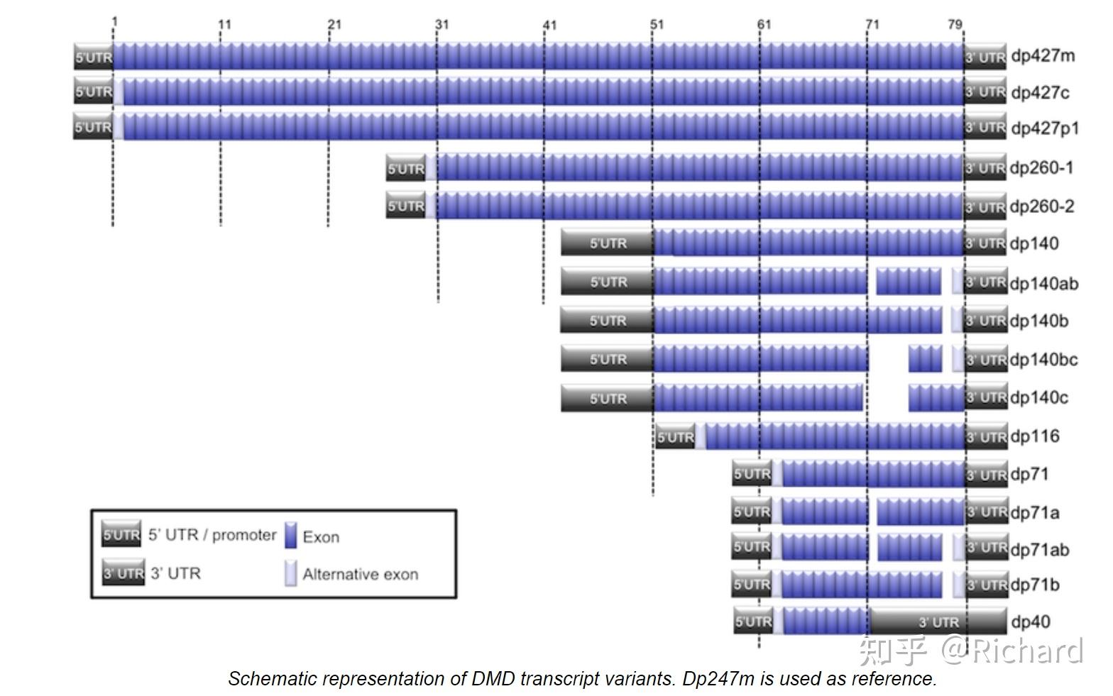 杜氏贝氏肌营养不良（DMD/BMD）基因组Xp21结构介绍 - 知乎
