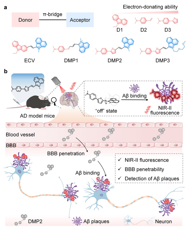 染料探针 | 激活型NIR-II荧光探针用于β-淀粉样蛋白的体内成像 - 知乎