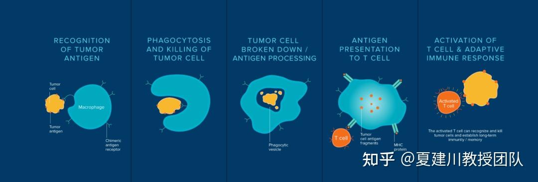CAR-M首个临床试验，已完成首例患者给药——实体瘤CAR系细胞疗法专题报导 - 知乎