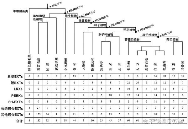 植物专题（二）：刚中有柔——伸展蛋白与扩展蛋白（extensin＆expansin）（上：伸展蛋白） - 知乎