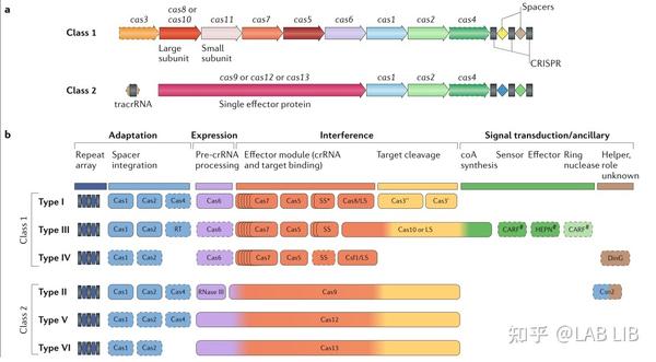 CRISPR-Cas9个人笔记 - 知乎