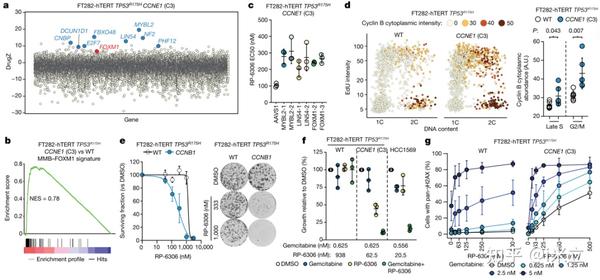IF:69.504｜CCNE1扩增与PKMYT1激酶抑制存在合成致死 - 知乎