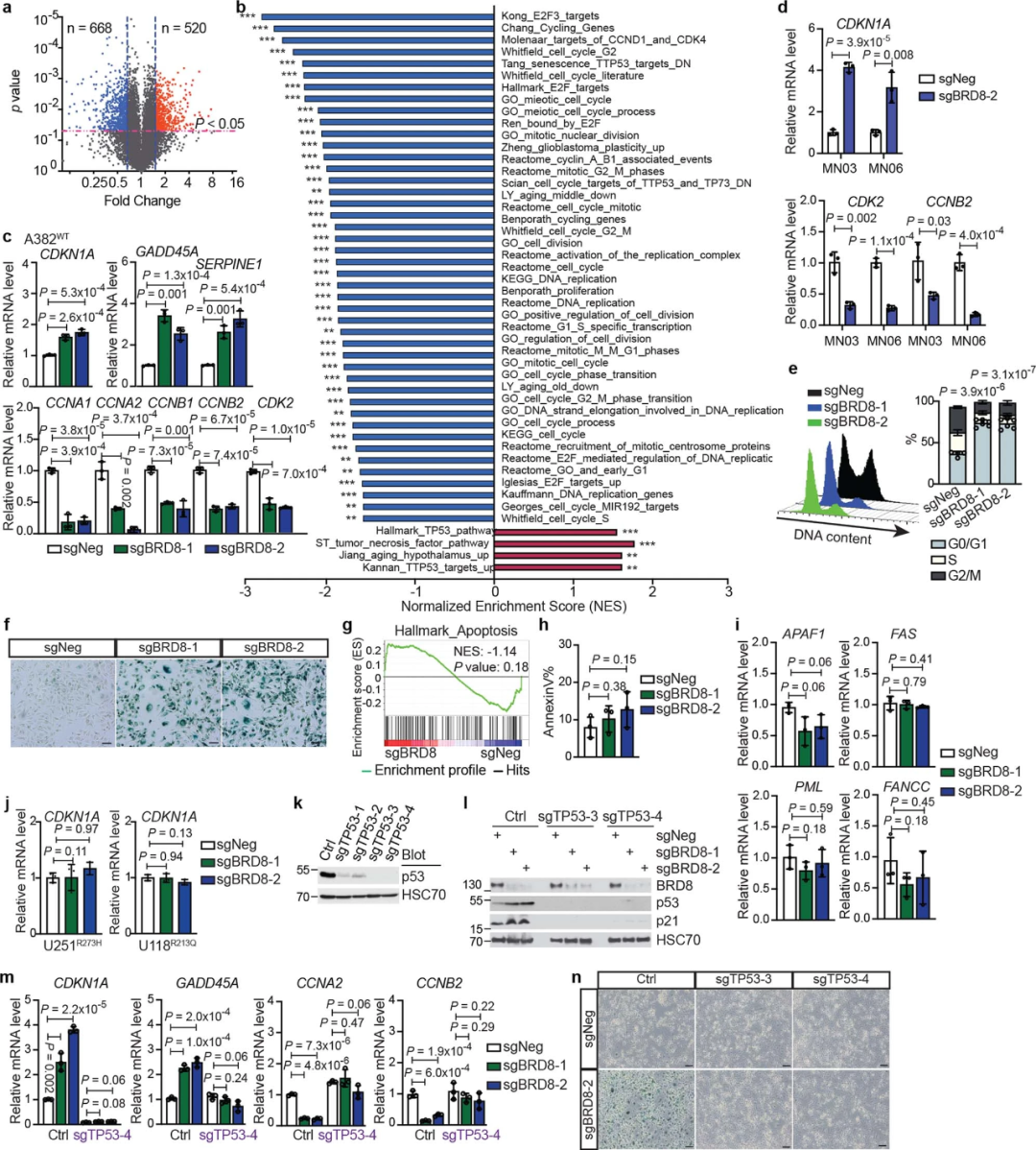Nature | BRD8通过p53网络的表观遗传重编程维持胶质母细胞瘤 - 知乎