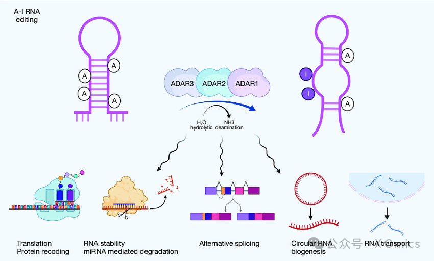 nature biotech｜德国图宾根大学利用环状 RNA 进行精确 RNA 编辑 - 知乎