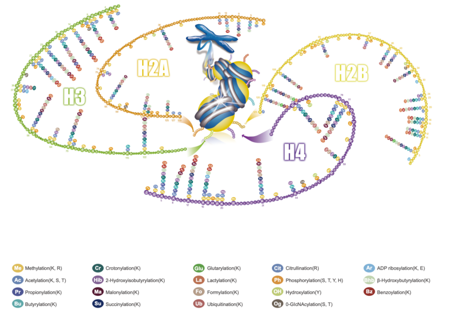 WB的无敌战神之路——组蛋白修饰WB - 知乎