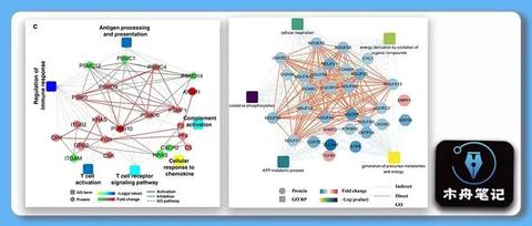 跟着 NC 学作图 | 互作网络图进阶(蛋白+富集通路)(Cytoscape) - 知乎