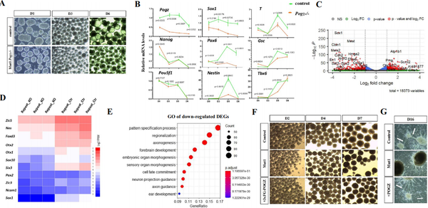 CUT&Tag项目文章丨中科院水生所孙玉华团队解析POGZ调控ESCs干性和神经诱导的分子机制 - 知乎
