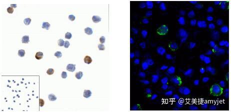 ProSci LAG3抗体丨特色免疫检查点研究方案 - 知乎