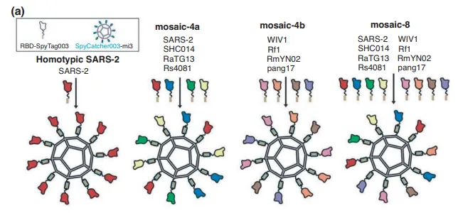 牛津大学高分综述：VLP与传染病、癌症 - 知乎