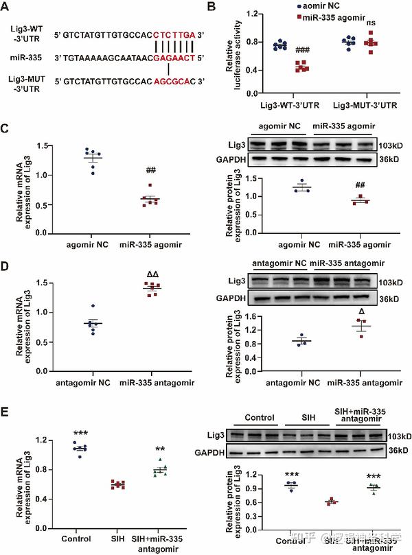 Redox Biol—杜东书/张帅团队揭示RVLM 环状RNA Galntl6通过miR-335/Lig3轴调控应激性高血压机制 - 知乎