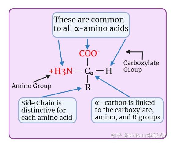 什么是氨基酸，氨基酸有哪些特性？ - 知乎