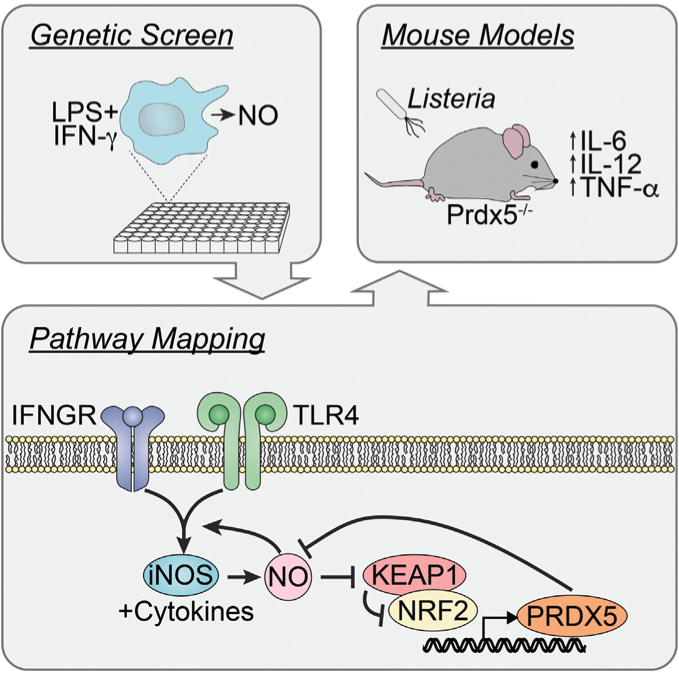 Cell Reports丨一氧化氮在吞噬细胞中参与由Prdx5介导的抗炎反馈回路 - 知乎